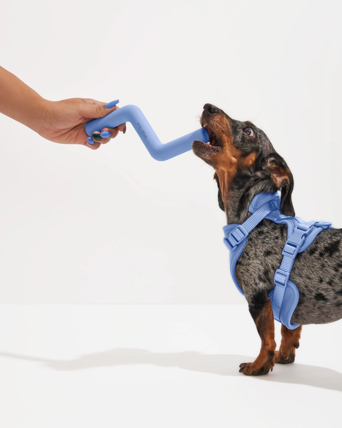 Bolt Bite Dog Chew Toy – Ma Maison + Co.